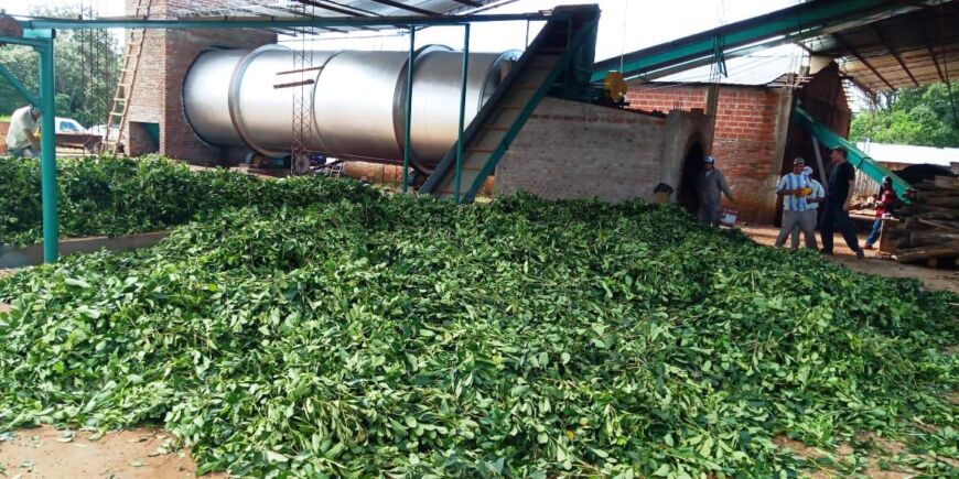 Comenzó a funcionar el nuevo secadero de yerba mate en Fracrán